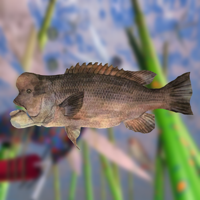 Sticker/ Asian Sheepshead Wrasse Sticker – bundoqs